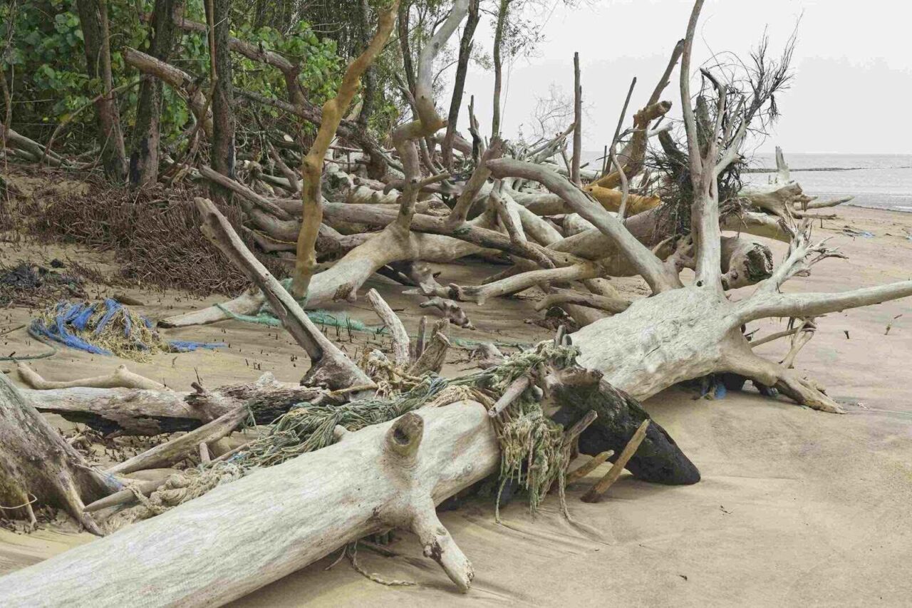 Damage From Falling Trees In Singapore? Know Your Options | Tembusu Law
